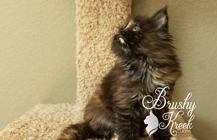 Brushy Kreek Coons Providing Beautiful Health Tested Maine Coon