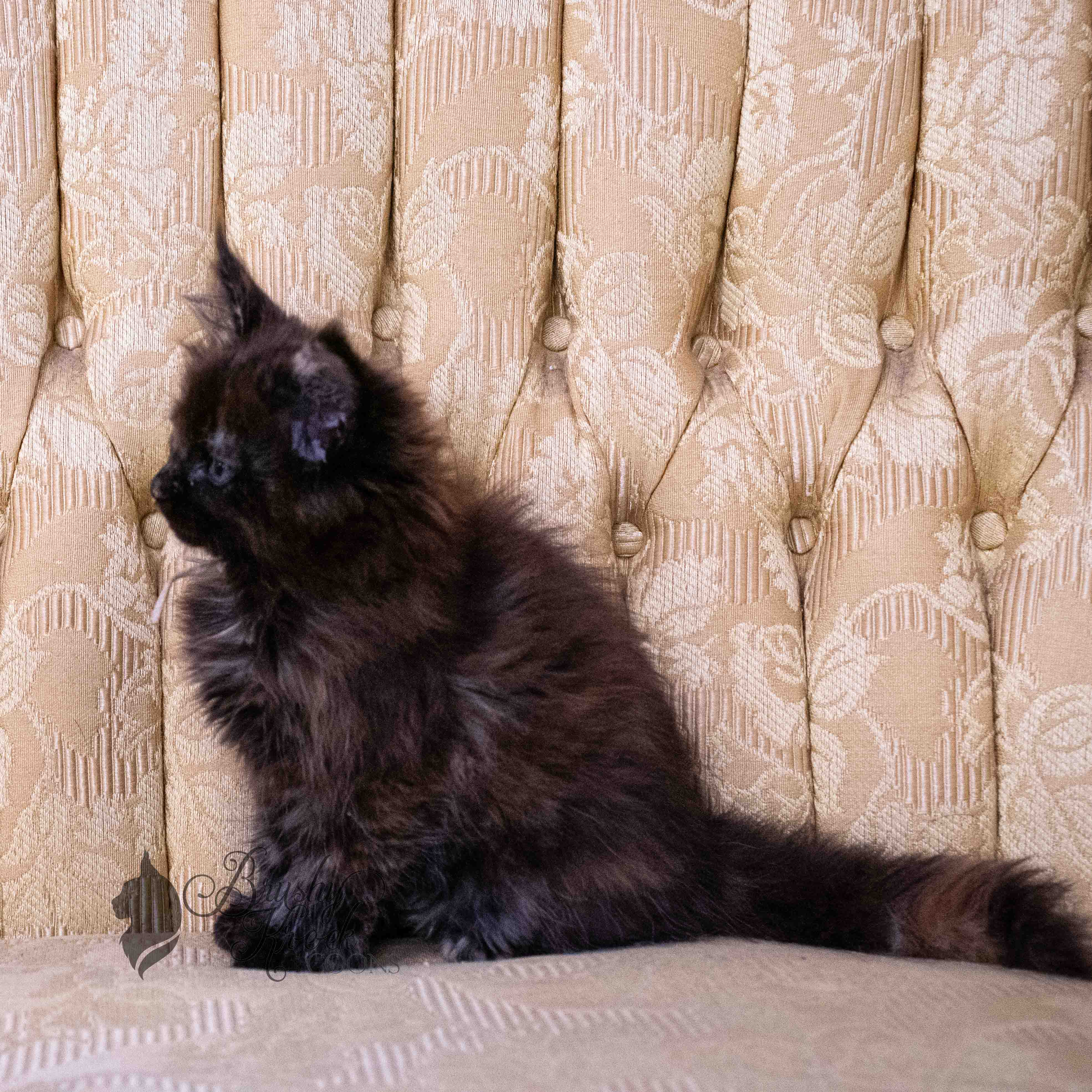 Elizabeth – $1,750 – Brushy Kreek Coons