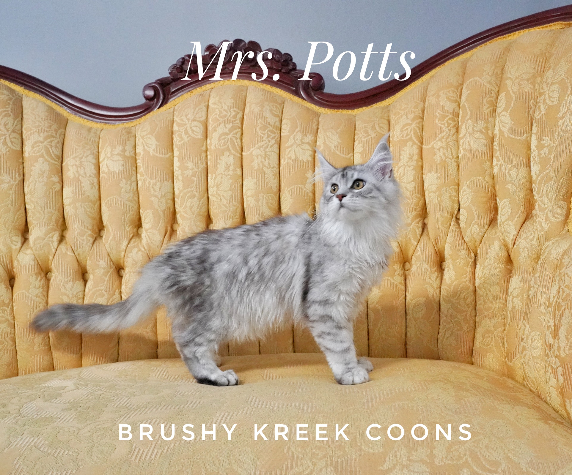 Mrs. Potts – $1,500 – Brushy Kreek Coons