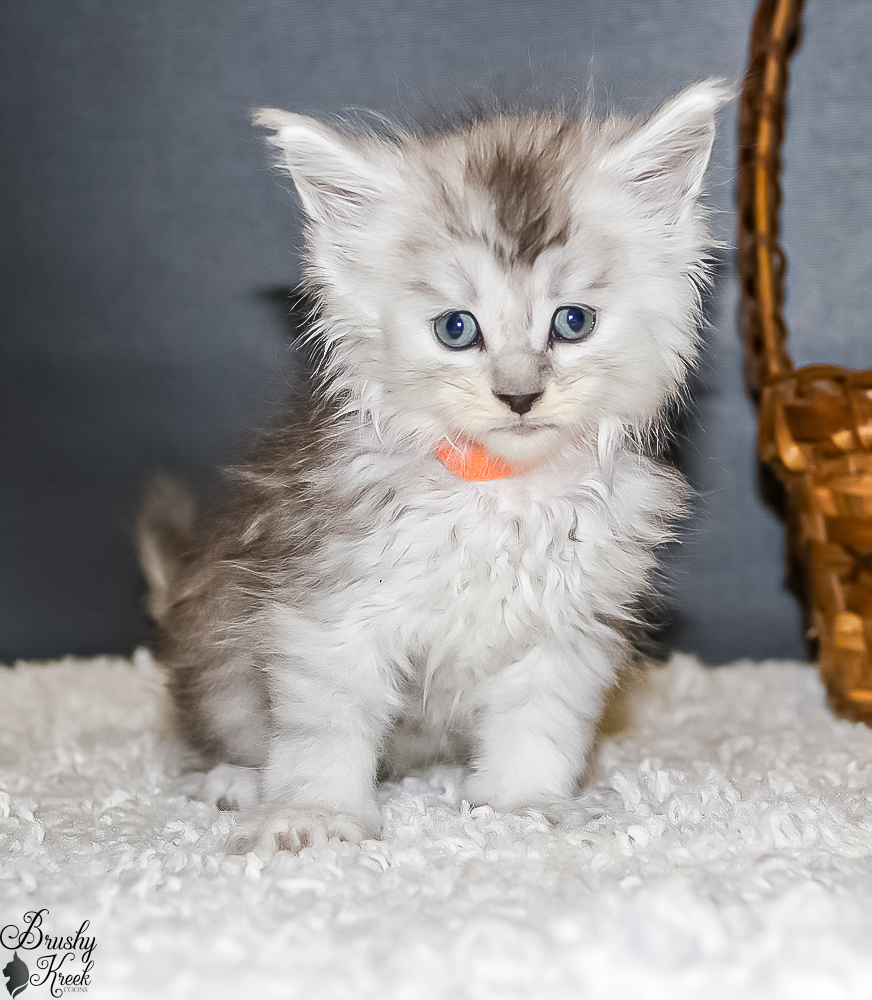 Calvin – $2,000 – Brushy Kreek Coons