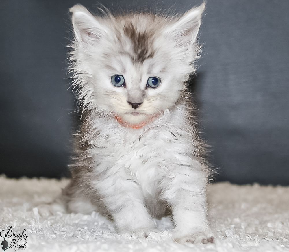 Calvin – $2,000 – Brushy Kreek Coons