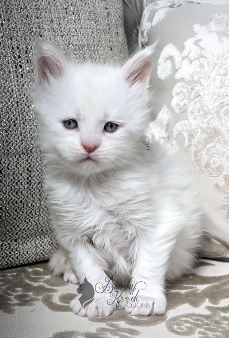 Fennick- $2,750 – Brushy Kreek Coons