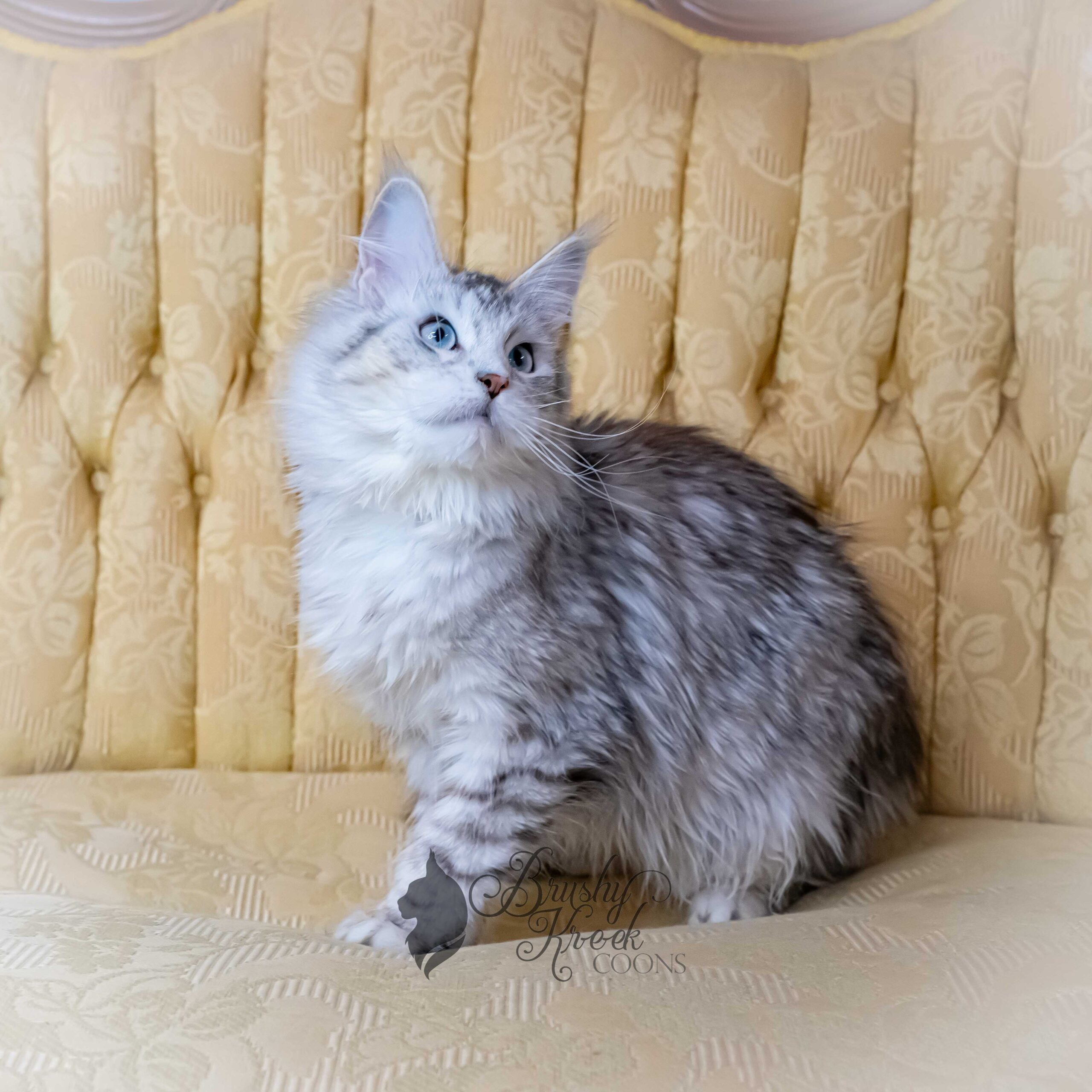 Azuria – $1,000 – Brushy Kreek Coons