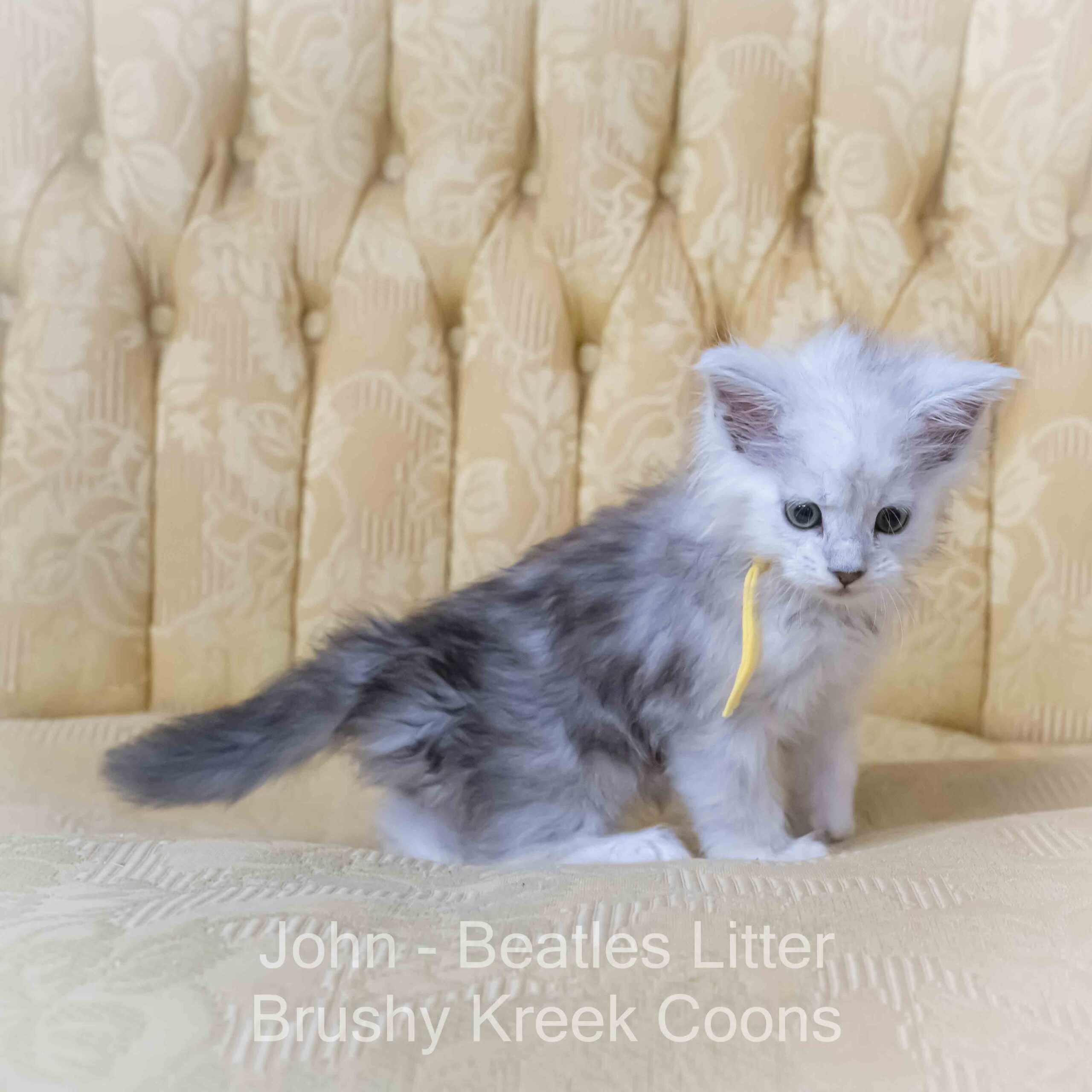 John – $2,950.00 – Brushy Kreek Coons