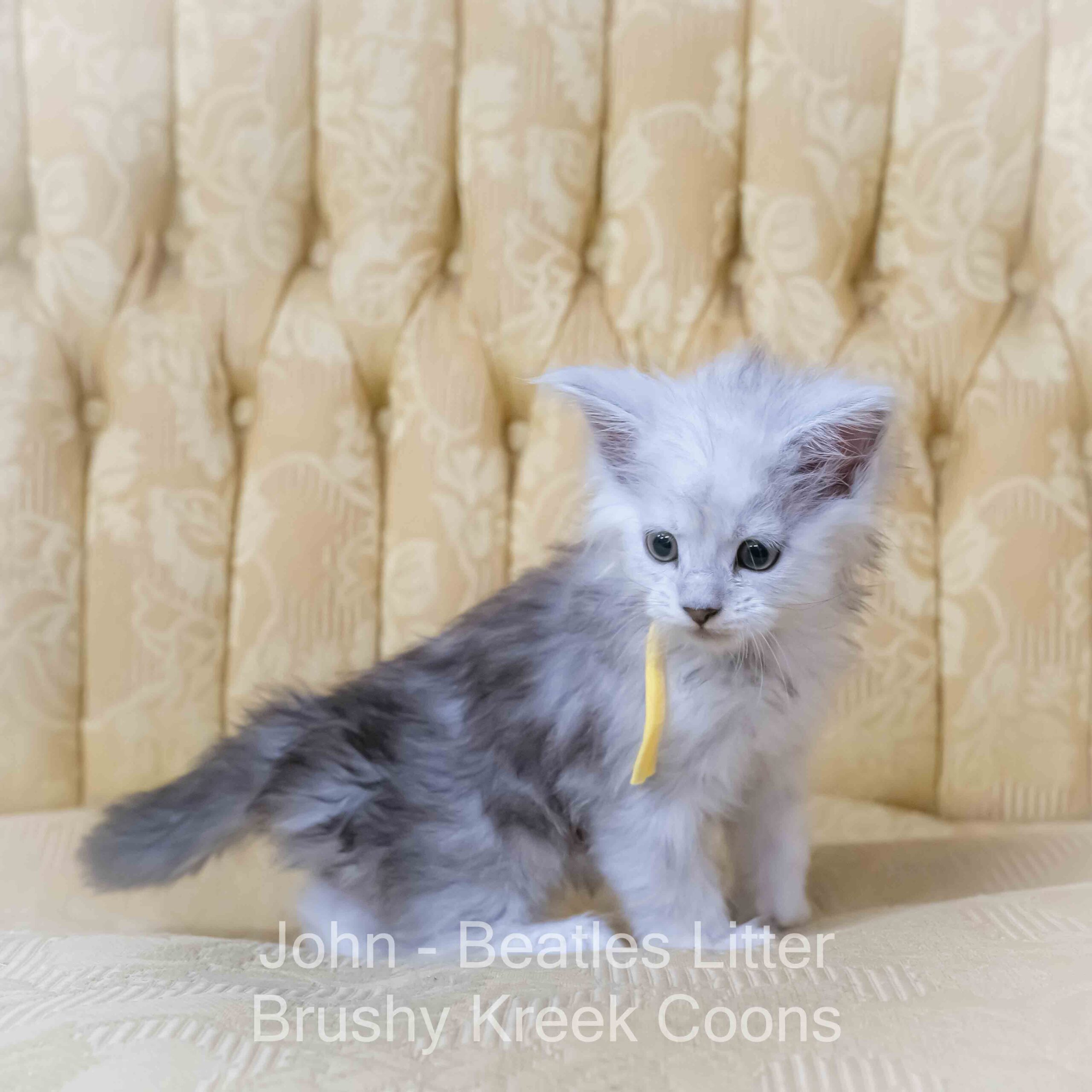 John – $2,950.00 – Brushy Kreek Coons