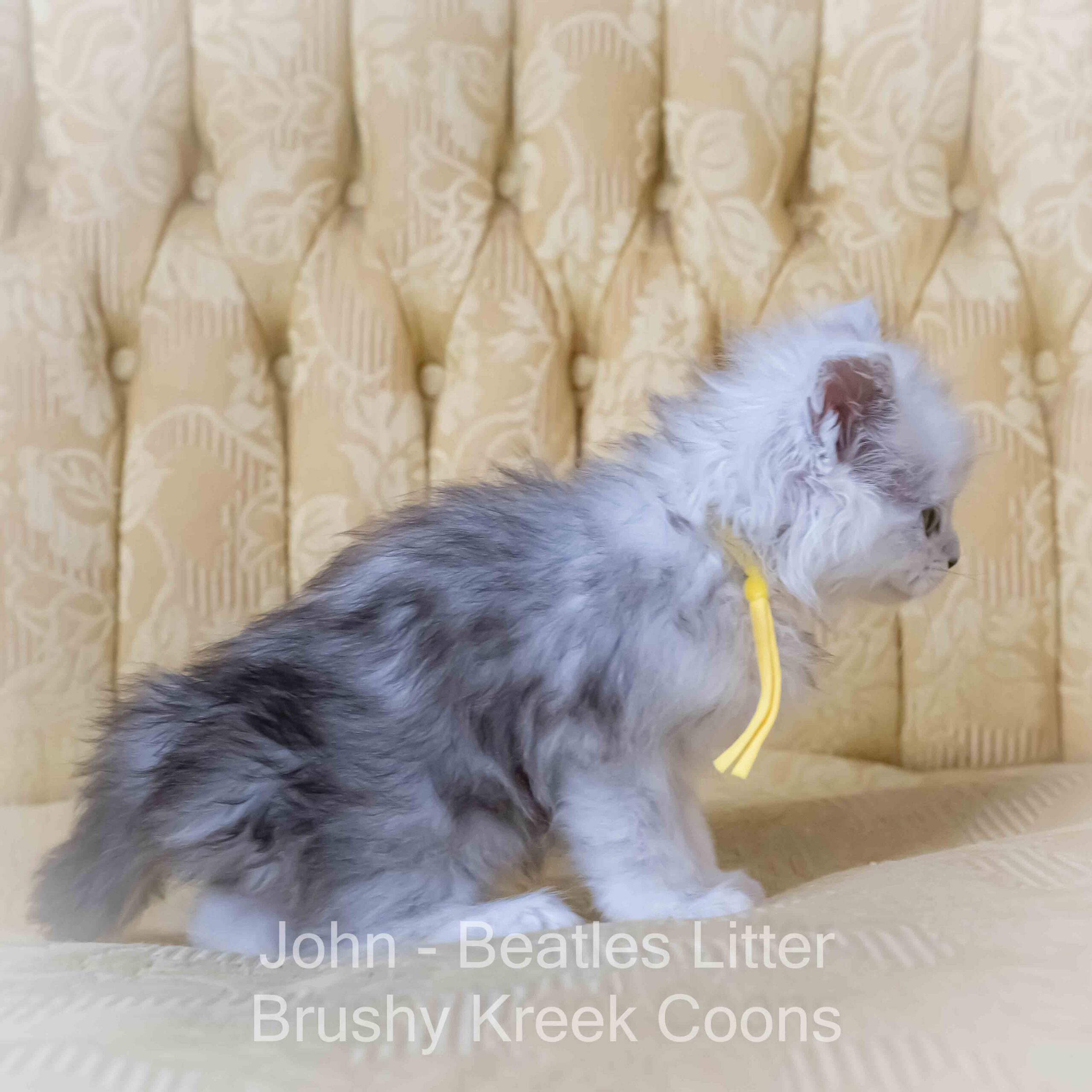 John – $2,950.00 – Brushy Kreek Coons