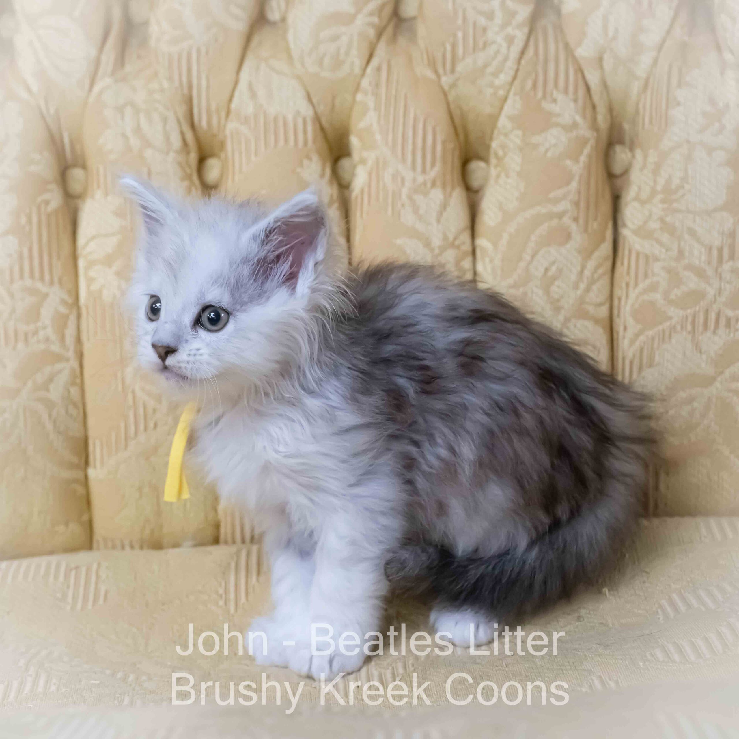 John – $2,950.00 – Brushy Kreek Coons