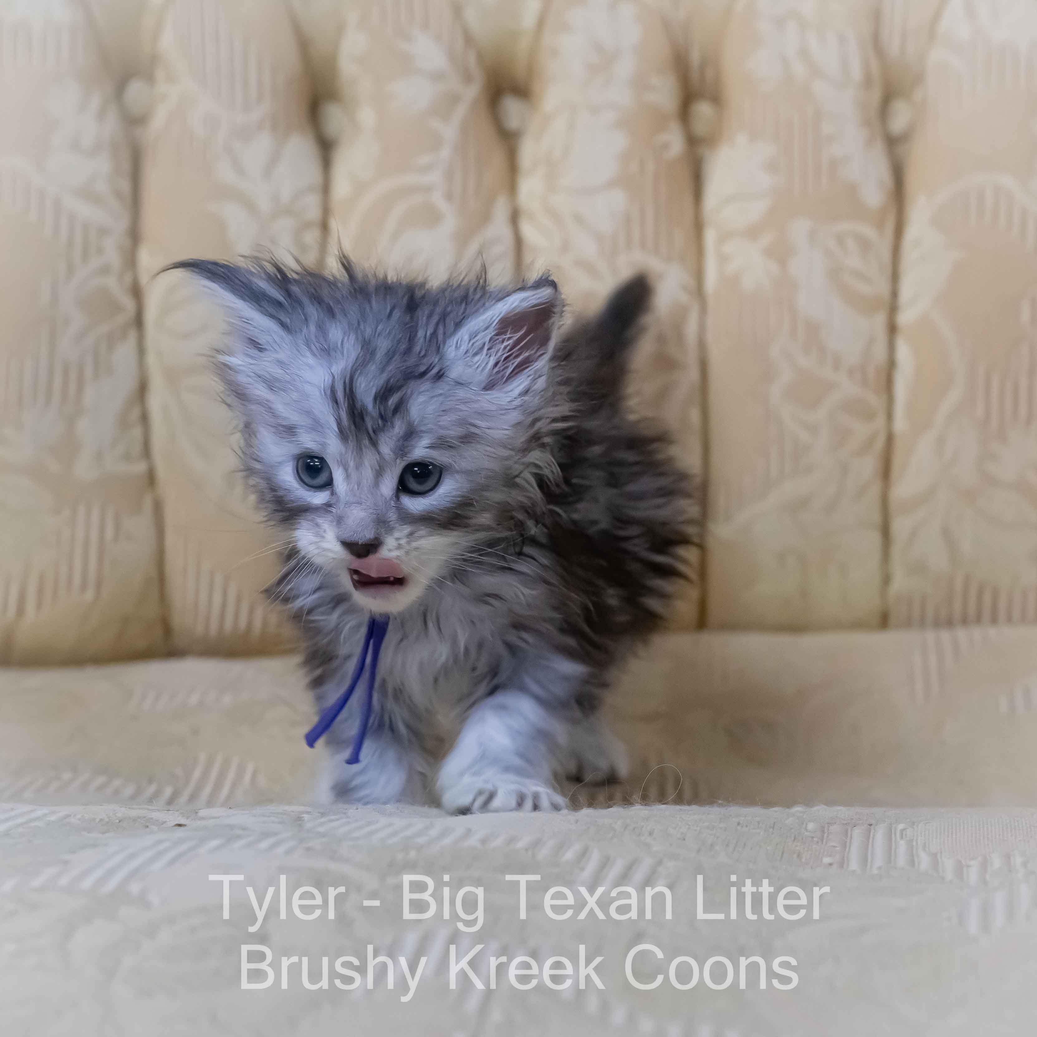 Tyler – $2,500.00 – Brushy Kreek Coons