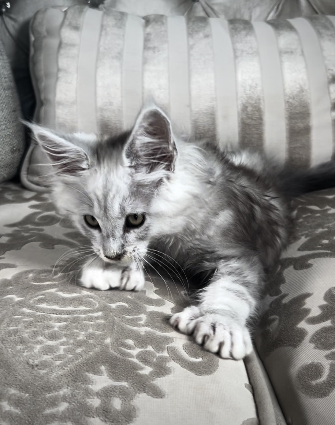 Bruno – $3250 – Brushy Kreek Coons