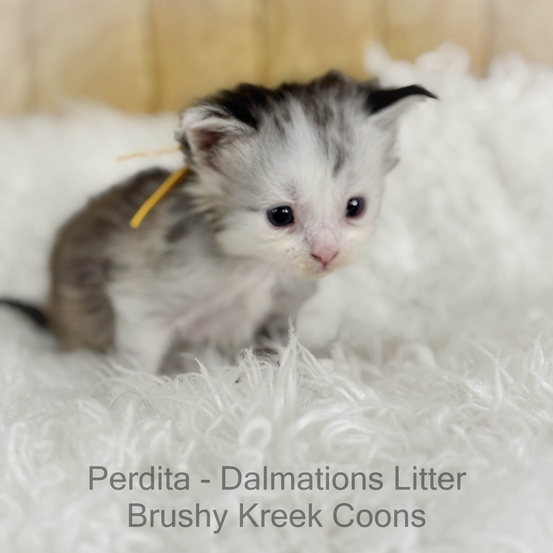 Predita – Brushy Kreek Coons