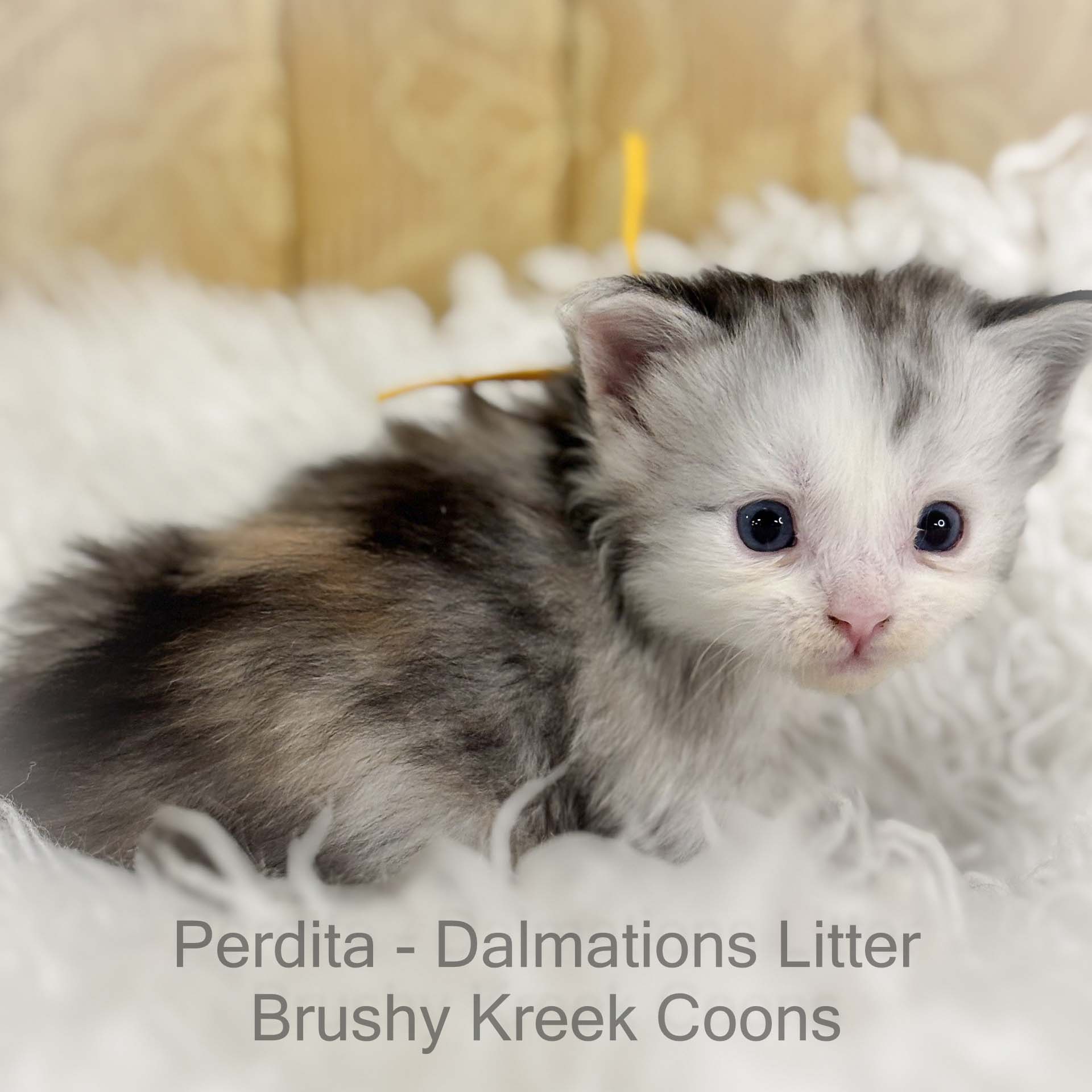 Predita – Brushy Kreek Coons