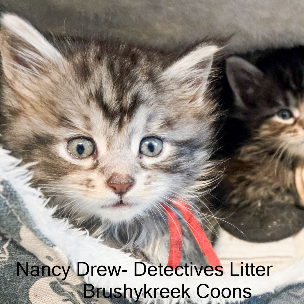 Nancy Drew – Starting at $1300 – Brushy Kreek Coons