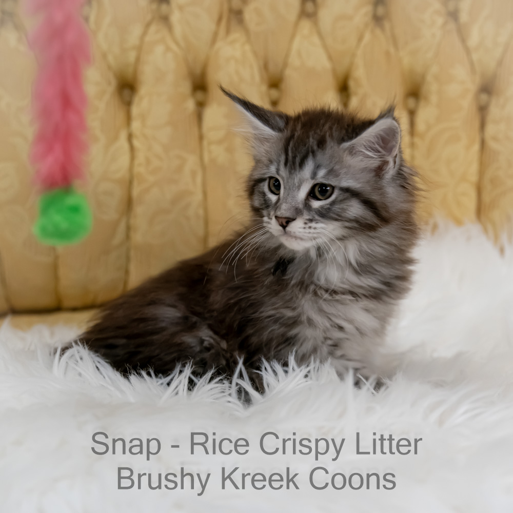Snap – Starting at $1,700 – Brushy Kreek Coons