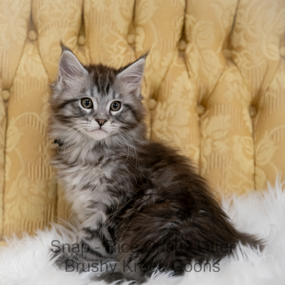 Snap – Starting at $1,700 – Brushy Kreek Coons