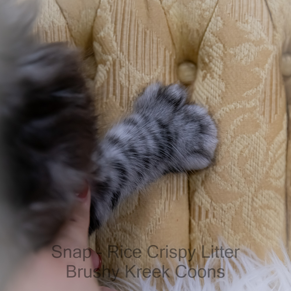 Snap – Starting at $1,700 – Brushy Kreek Coons