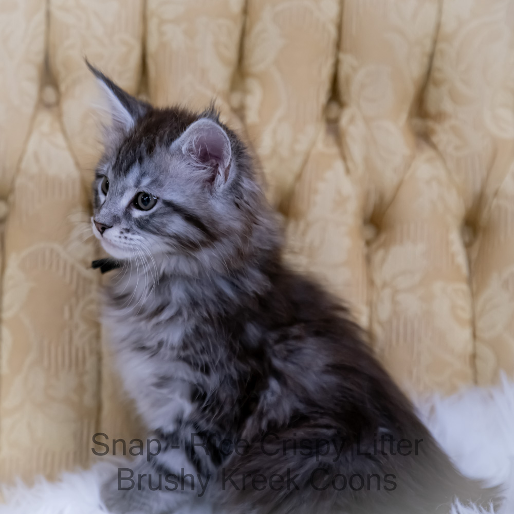 Snap – Starting at $1,700 – Brushy Kreek Coons